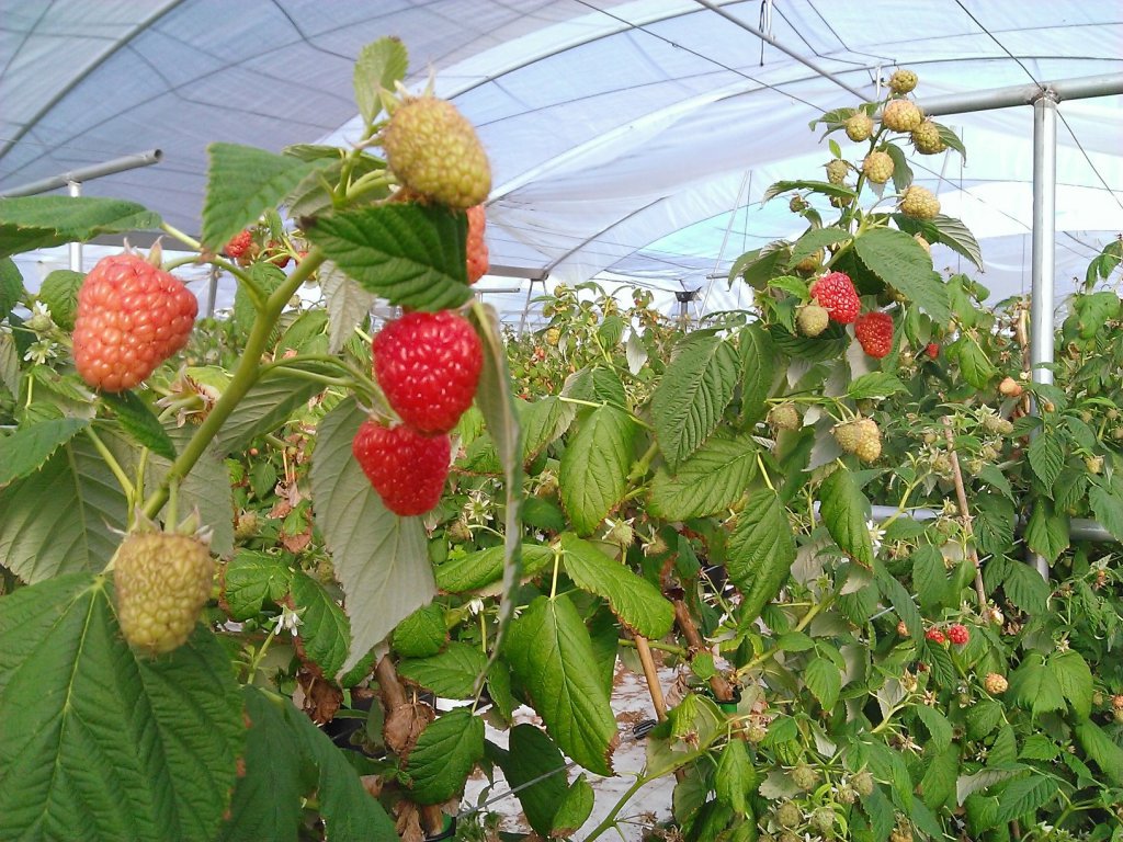 Raspberries - Assortment - Special Fruit