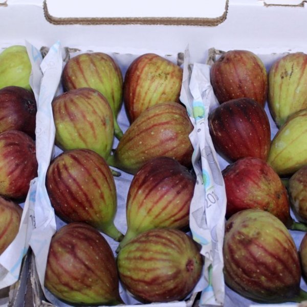 Fig - Assortment - Special Fruit