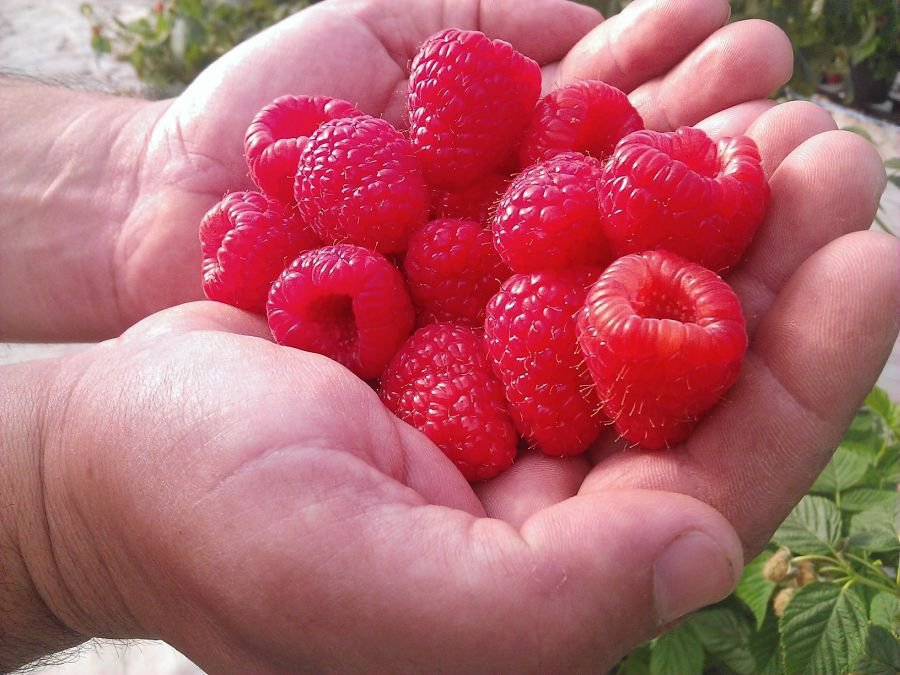 Framboises - Assortiment - Special Fruit