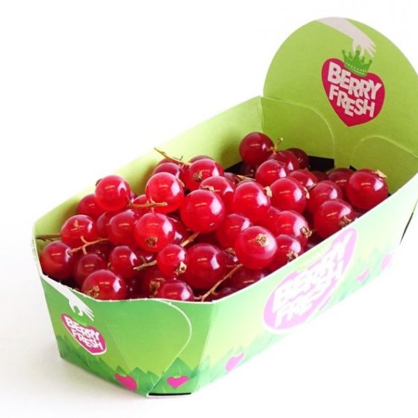Groseilles rouges - Assortiment - Special Fruit